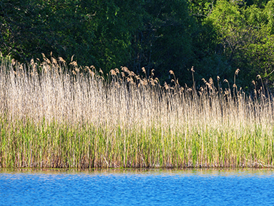 Object Relations and the Enneagram Two | Deep Coaching Institute