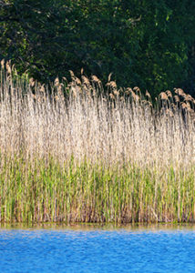 Object Relations and the Enneagram (Part One) | Deep Coaching Institute